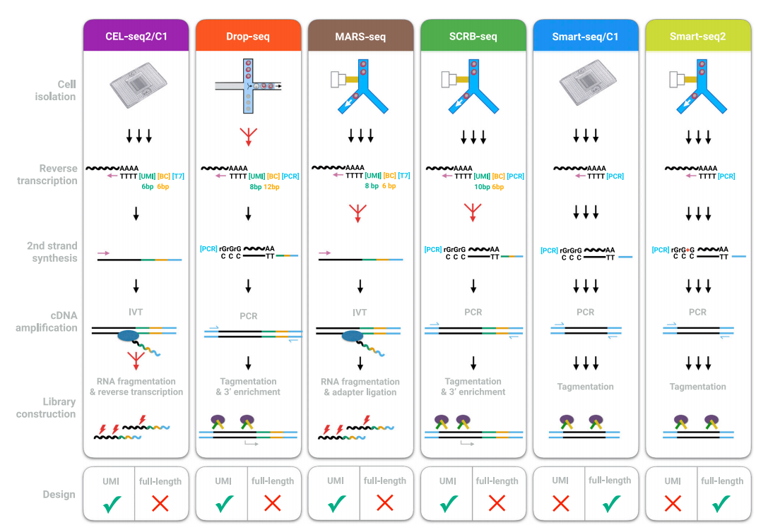单细胞转录组测序介绍-Smart-Seq2 - Omics - Hunter