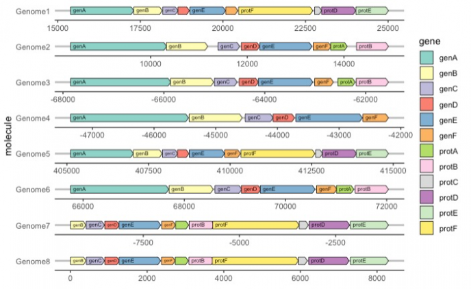 R 绘制基因结构图-gggenes - Omics - Hunter