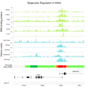 R 基因组可视化必备-karyoploteR - Omics - Hunter